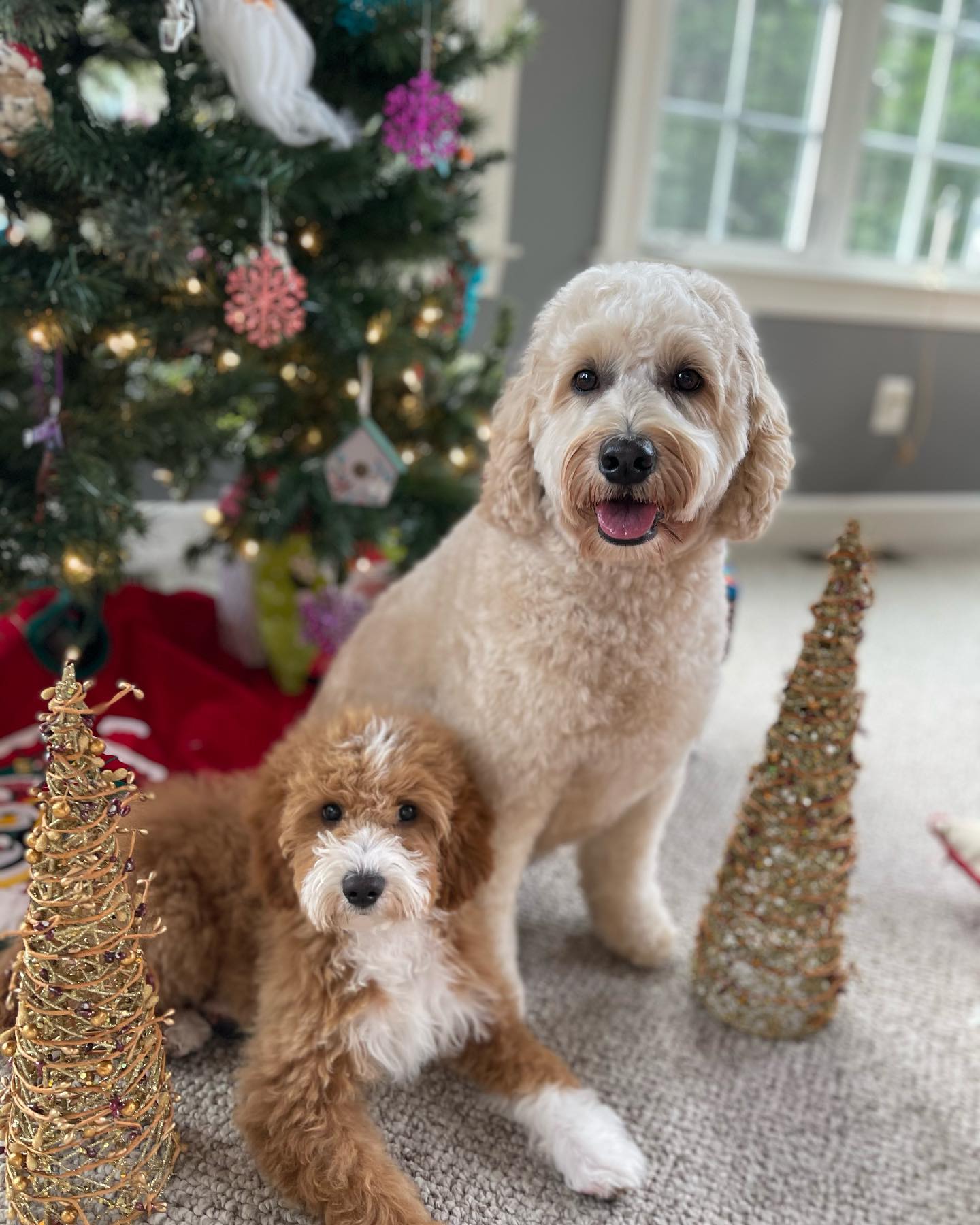 Studs Available - Napier Cavaliers