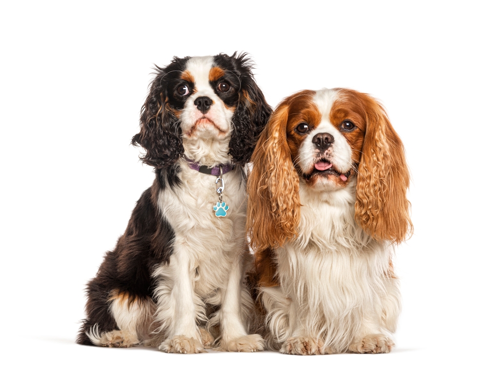 About - Napier Cavaliers